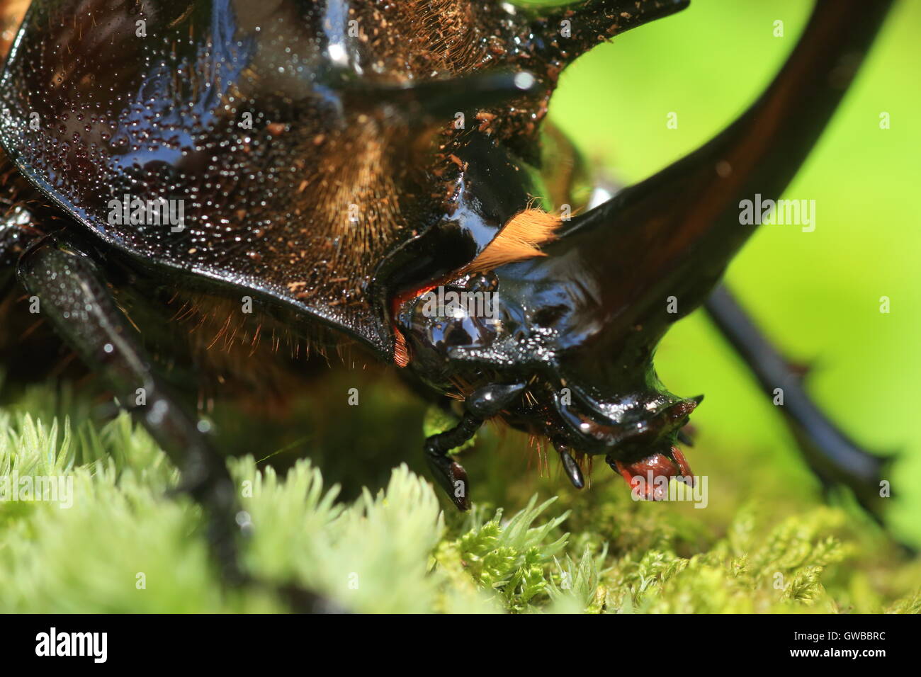 Neptunus beetle (Dynastes neptunus) male in Ecuador Stock Photo - Alamy