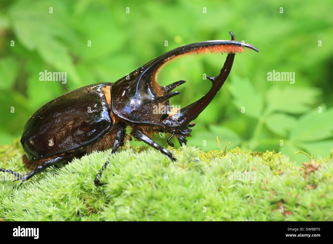 Neptunus beetle (Dynastes neptunus) male in Ecuador Stock Photo - Alamy