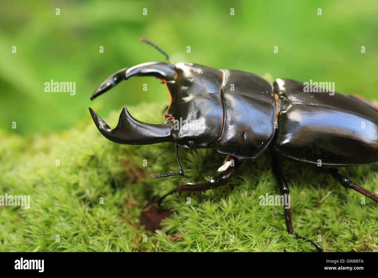 Antaeus hi-res stock photography and images - Alamy