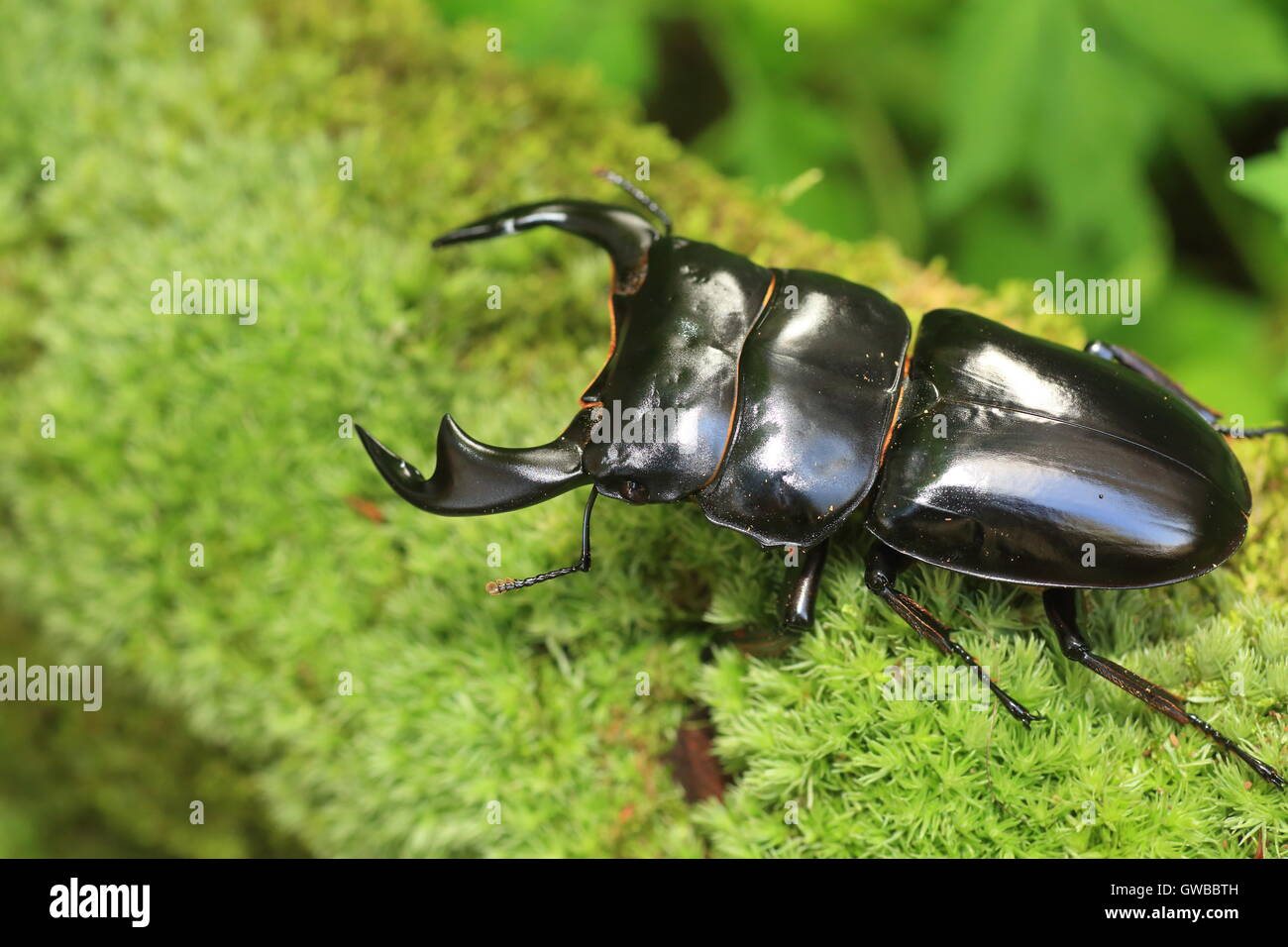 Antaeus High Resolution Stock Photography and Images - Alamy