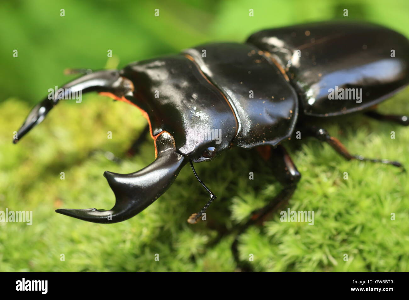 Antaeus High Resolution Stock Photography and Images - Alamy