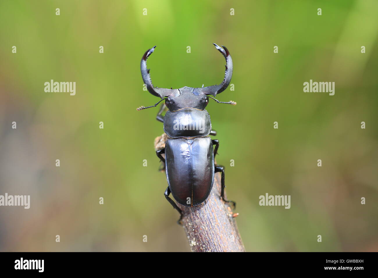 Taiwan deer stag beetle (Rhaetulus crenatus crenatus) in Taiwan Stock ...