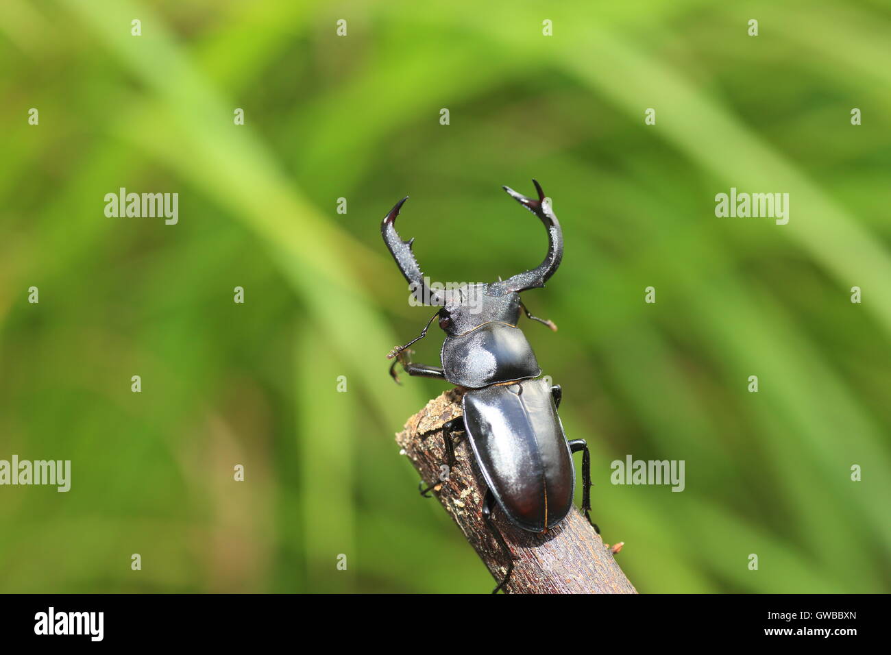 Rhaetulus Crenatus High Resolution Stock Photography and Images - Alamy