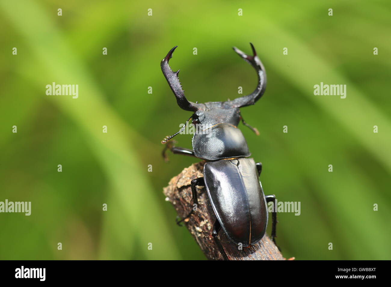 Taiwan deer stag beetle (Rhaetulus crenatus crenatus) in Taiwan Stock ...