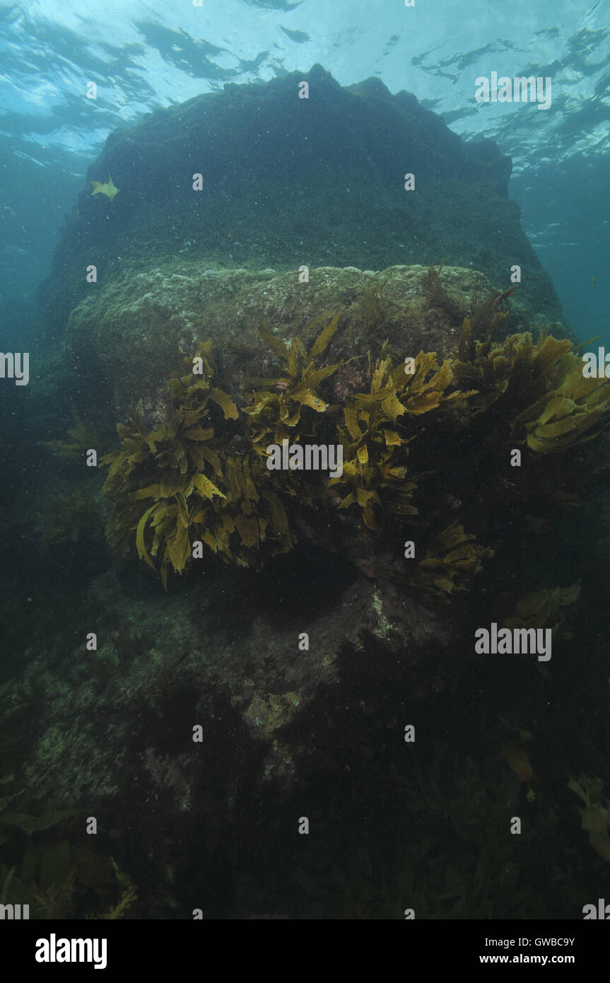 Rock face underwater hi-res stock photography and images - Alamy