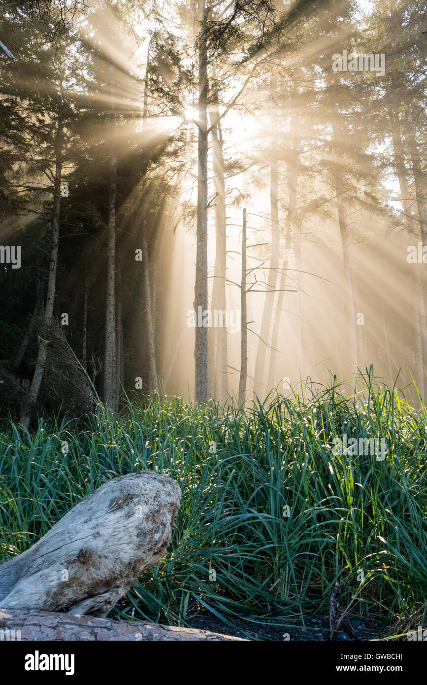 Sunrise through the trees hi-res stock photography and images - Alamy