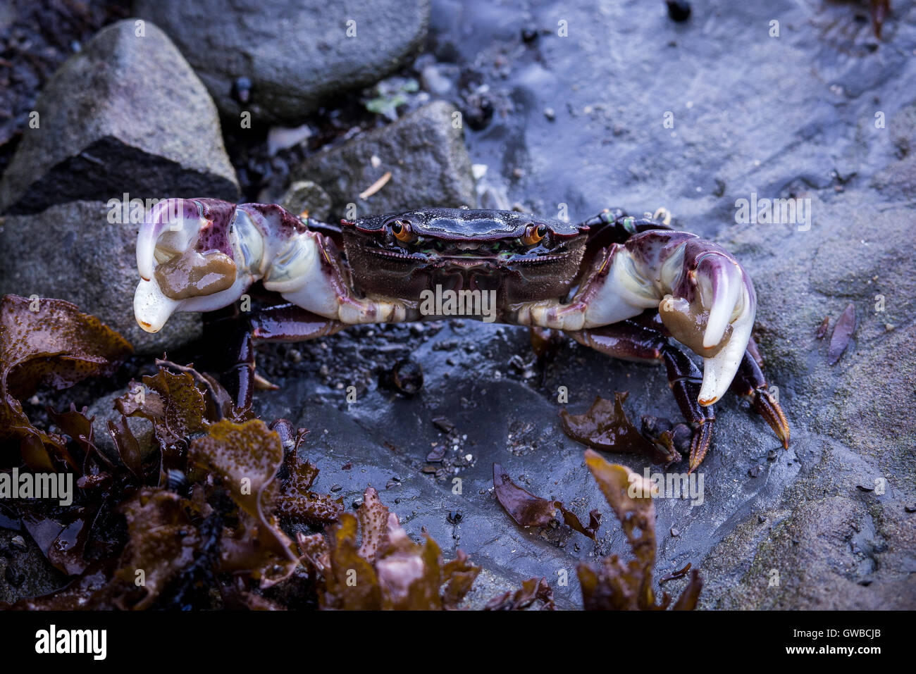 Angry crab hi-res stock photography and images - Alamy