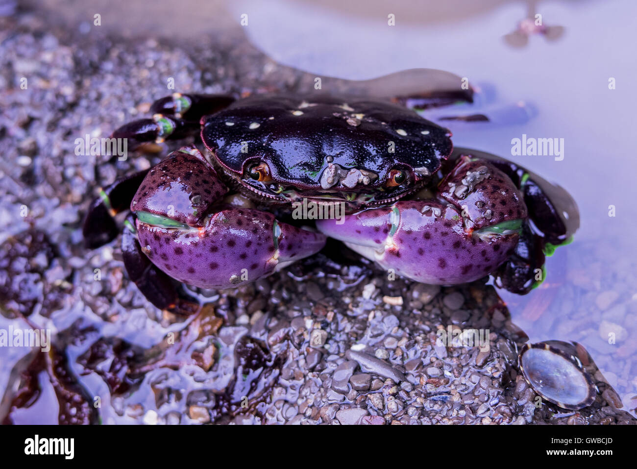 Beach crab hi-res stock photography and images - Alamy