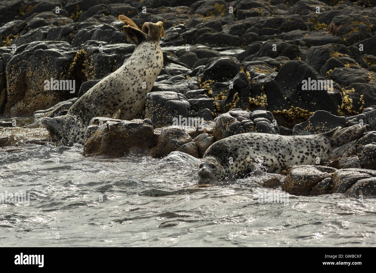 Texel seals hi-res stock photography and images - Alamy