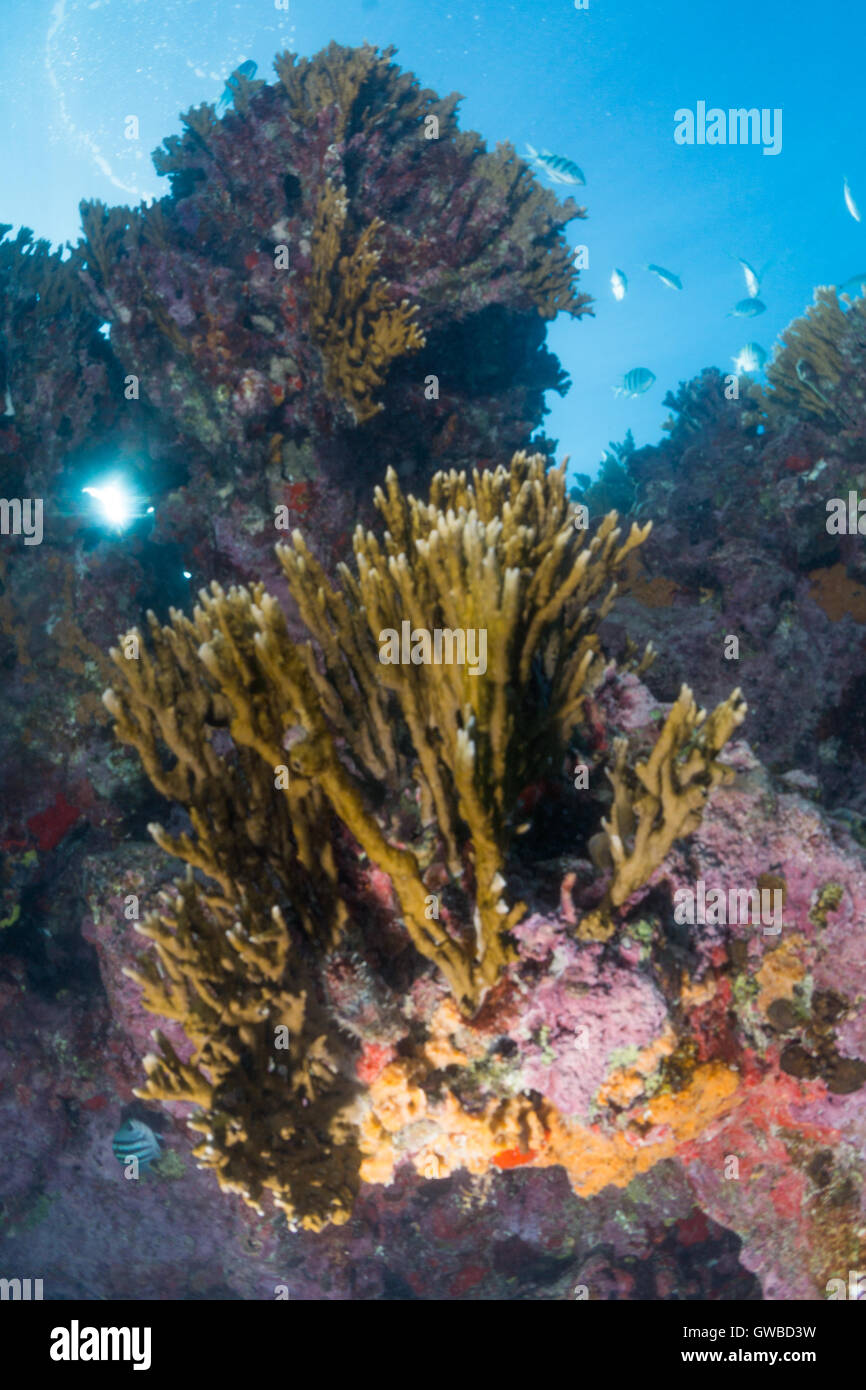 Fire coral genus millepora. Underwater Abrolhos Marine Park, Bahia ...