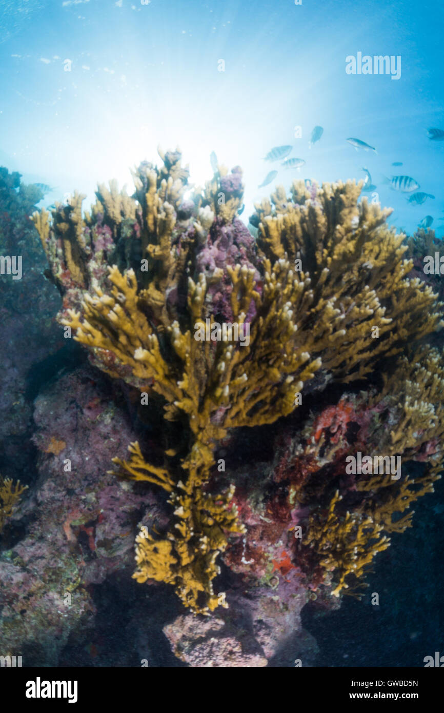 Fire coral genus millepora. Underwater Abrolhos Marine Park, Bahia ...