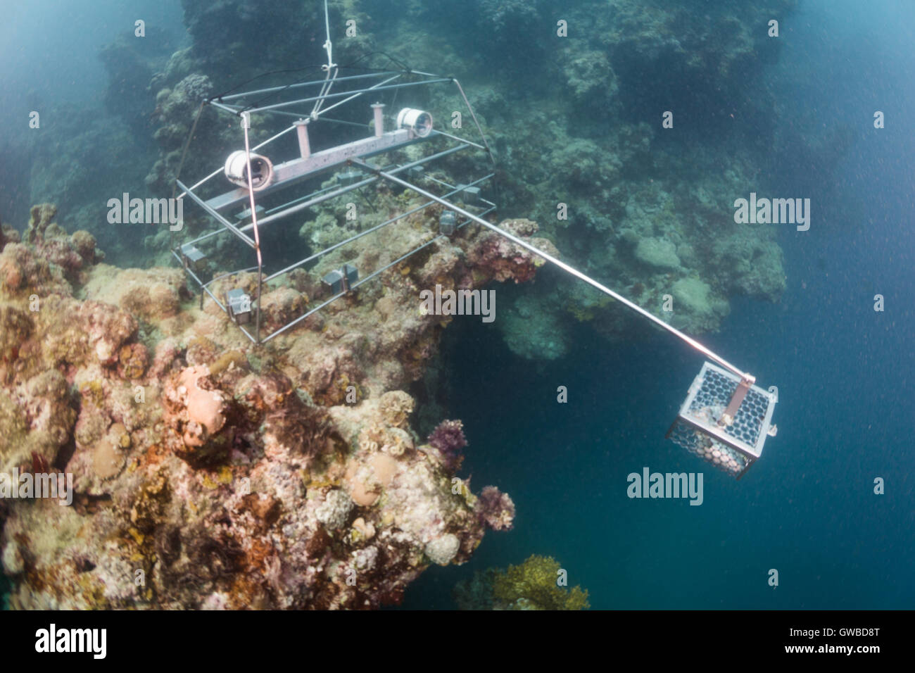 Baited Remote Underwater Video - BRUV used in Abrolhos Marine protected ...