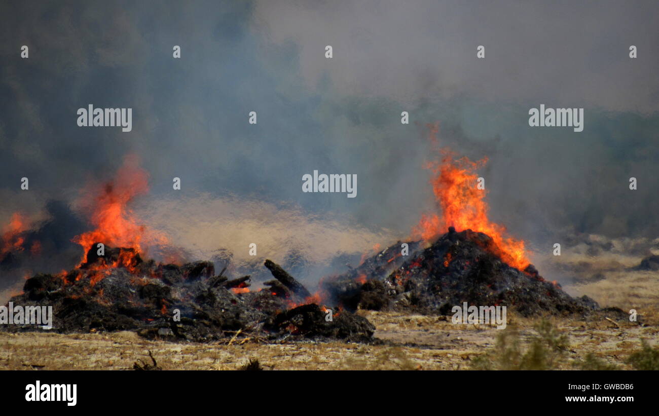 Slash And Burn Stock Photos & Slash And Burn Stock Images - Alamy