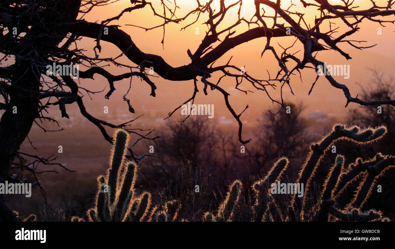 Gnarly Old Tree High Resolution Stock Photography and Images - Alamy