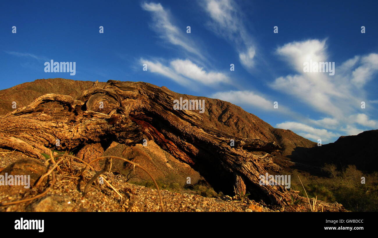 Dead tree with clouds hi-res stock photography and images - Alamy