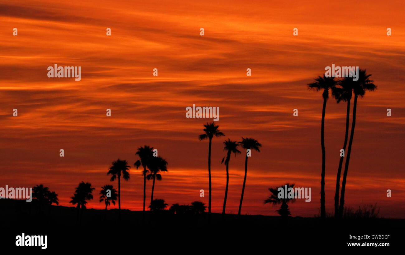 Hellfire sky deep red and orange lined with palm trees silhouette ...