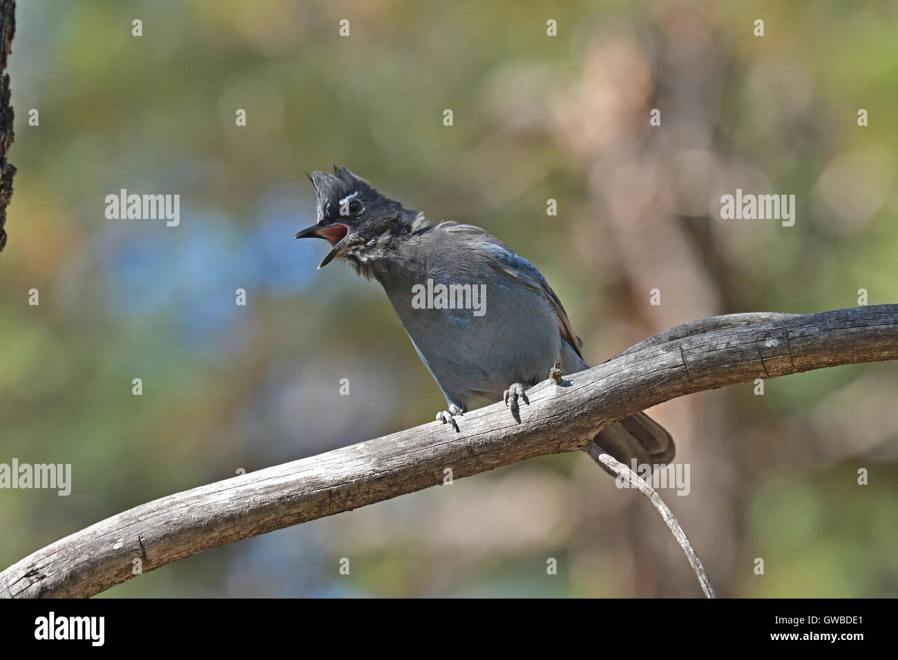 Squawking bird hi-res stock photography and images - Alamy