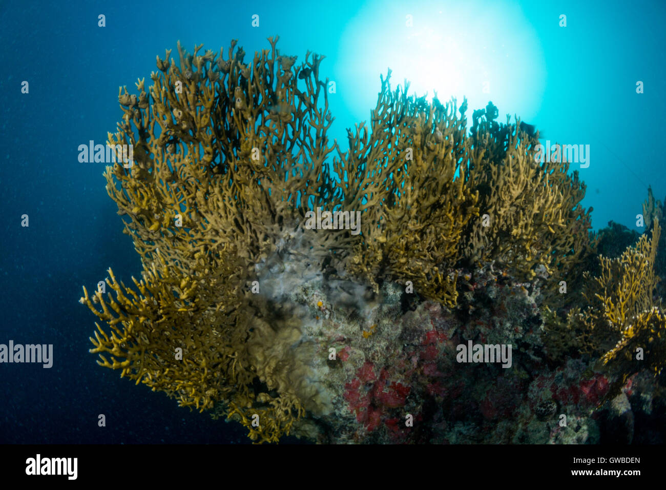 Fire coral genus millepora. Underwater Abrolhos Marine Park, Bahia ...