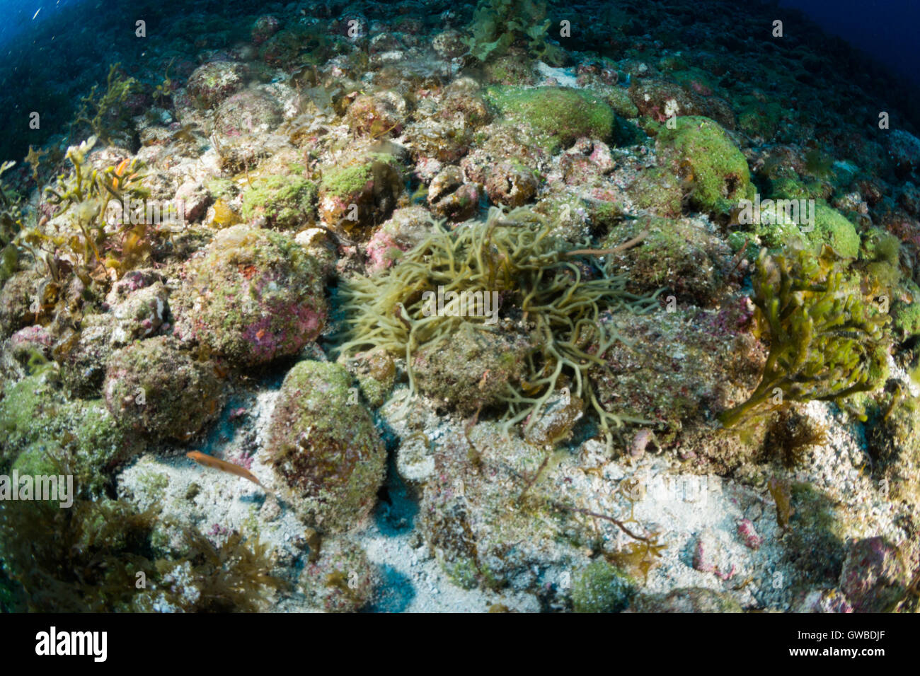 Algae reef deep dive ate Buraca Environment, south Bahia, Brazil Stock ...