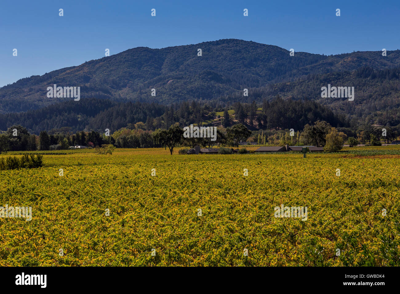 Del dotto hi-res stock photography and images - Alamy