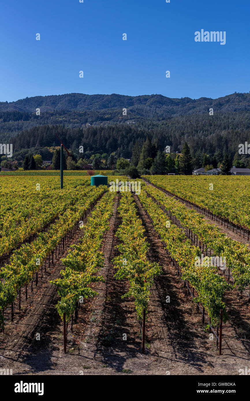 grape vineyard, vineyard, view from, Del Dotto Estate Winery and Caves ...