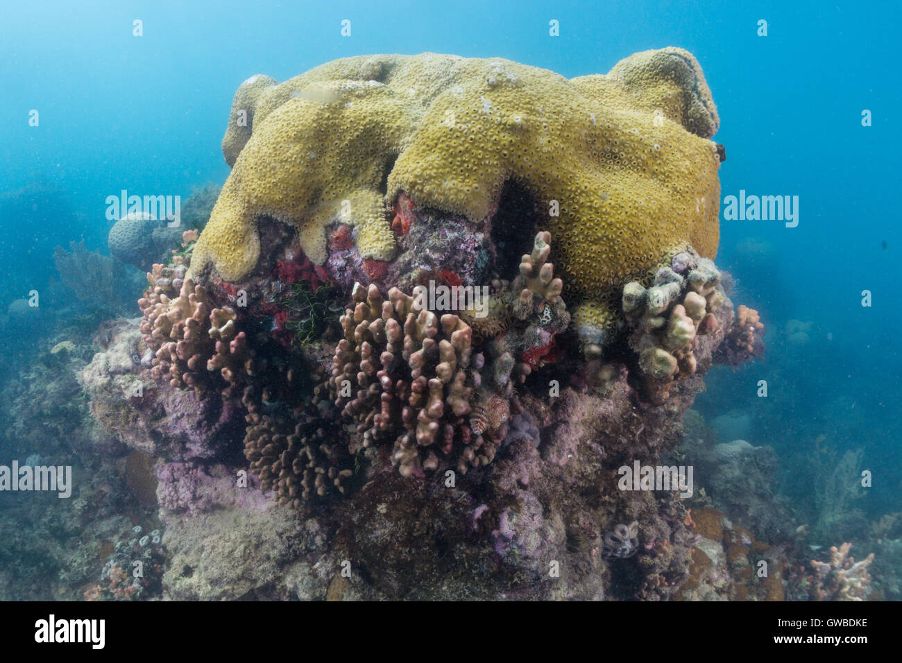 underwater coral reef environment at Abrolhos Marine National Park ...
