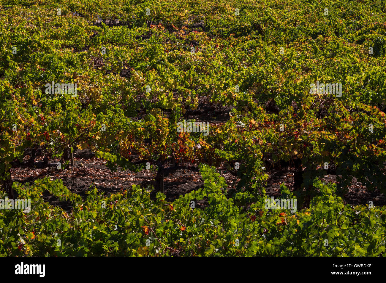 grape vineyard, vineyard, view from, Del Dotto Estate Winery and Caves ...