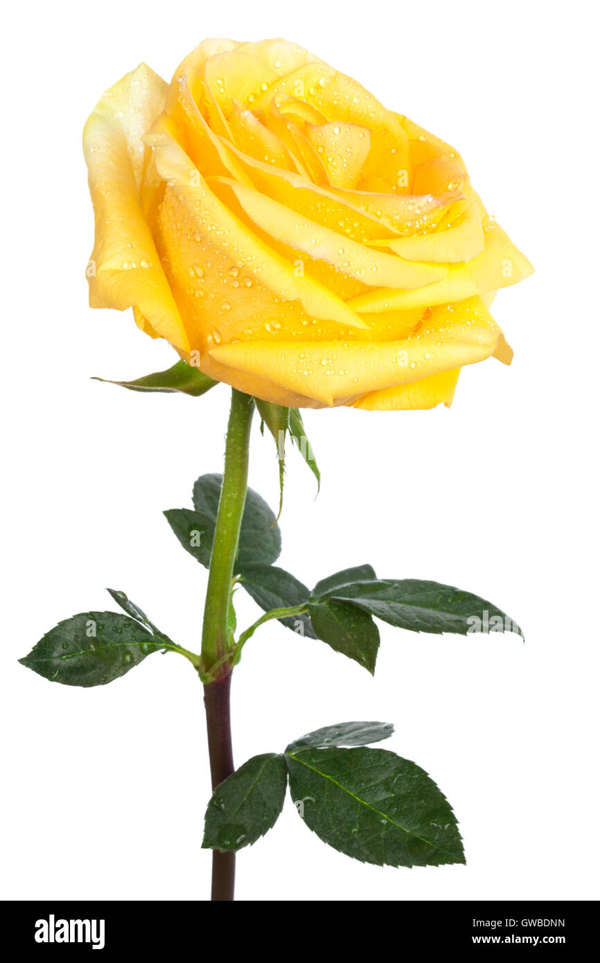 Beautiful Single Yellow Rose