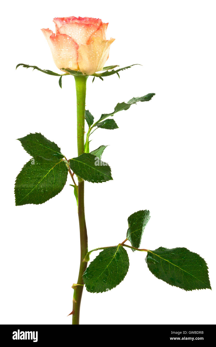single beautiful rose on a white background Stock Photo - Alamy