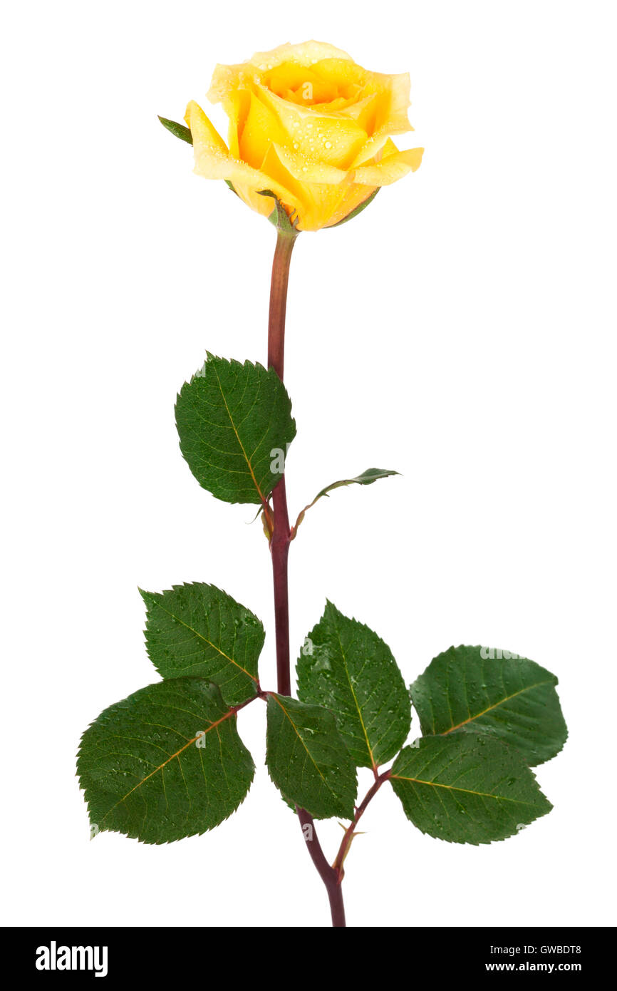 single yellow rose on a white background Stock Photo - Alamy
