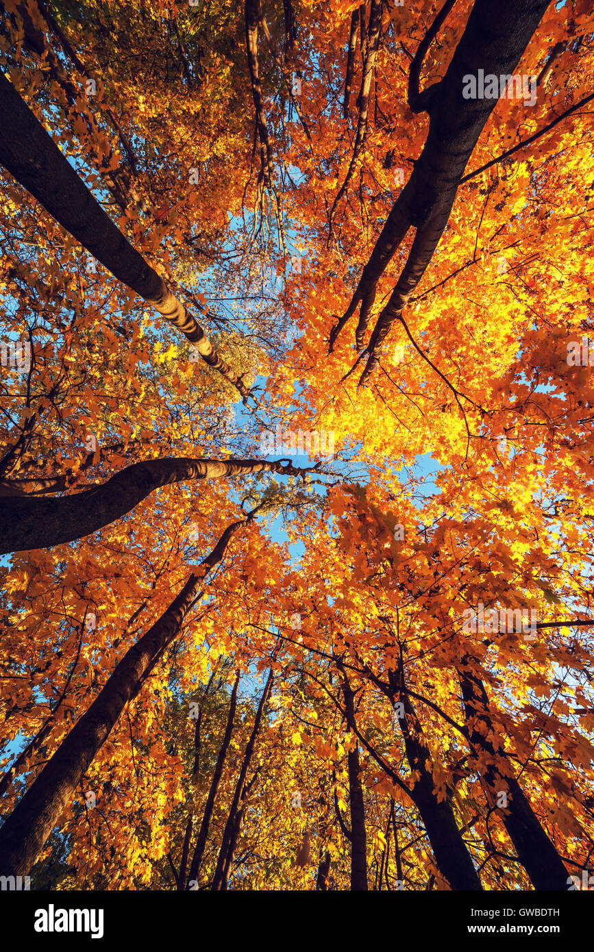 Beech maple forest hi-res stock photography and images - Alamy