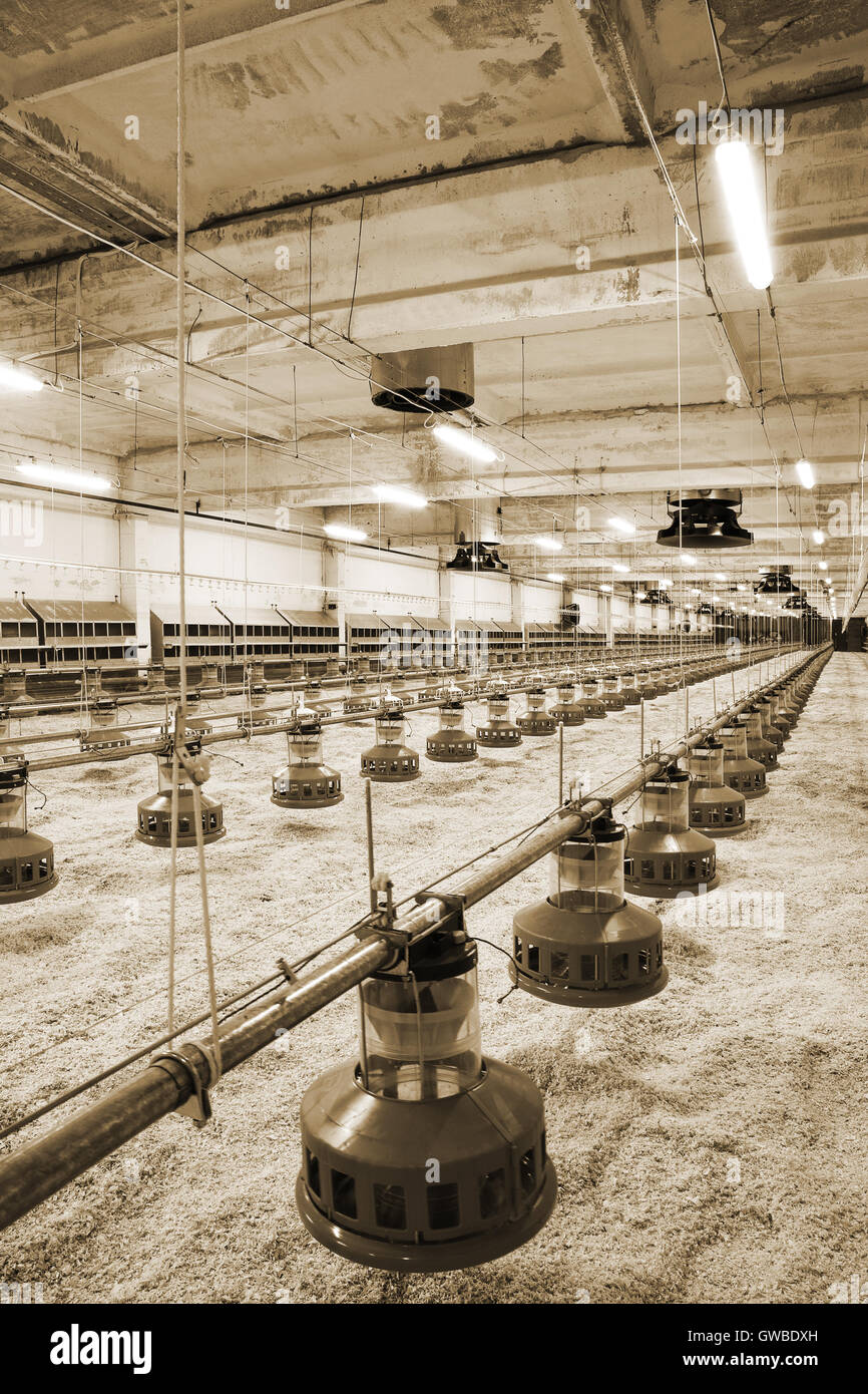 The modern and new automated integrated poultry farm Stock Photo - Alamy
