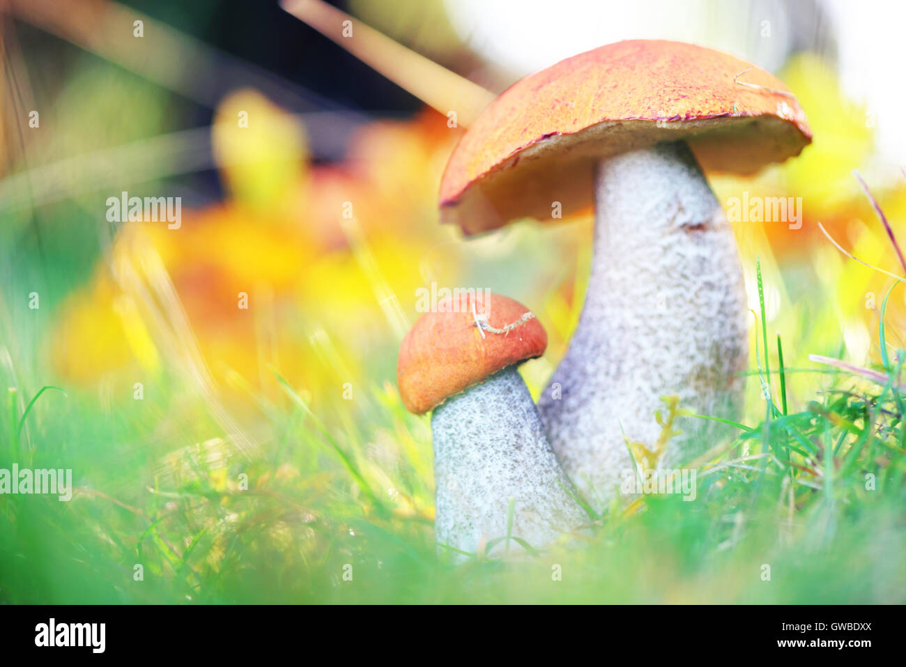mushroom in forest close up Stock Photo - Alamy