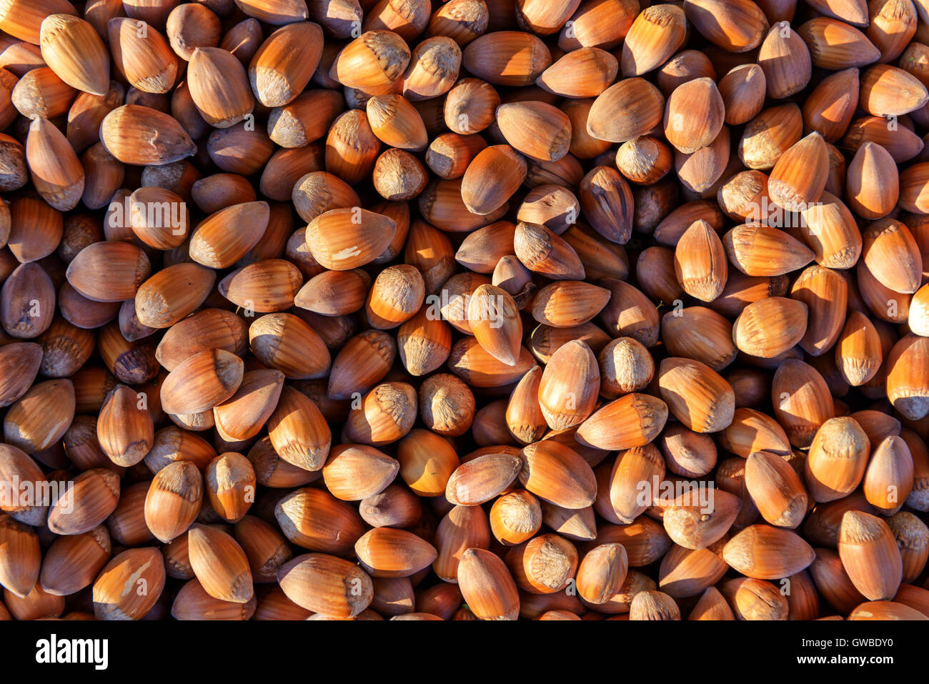 brown forest hazelnut close up Stock Photo - Alamy
