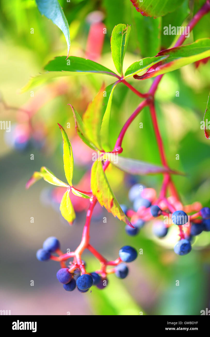 Wild grape vine hi-res stock photography and images - Alamy