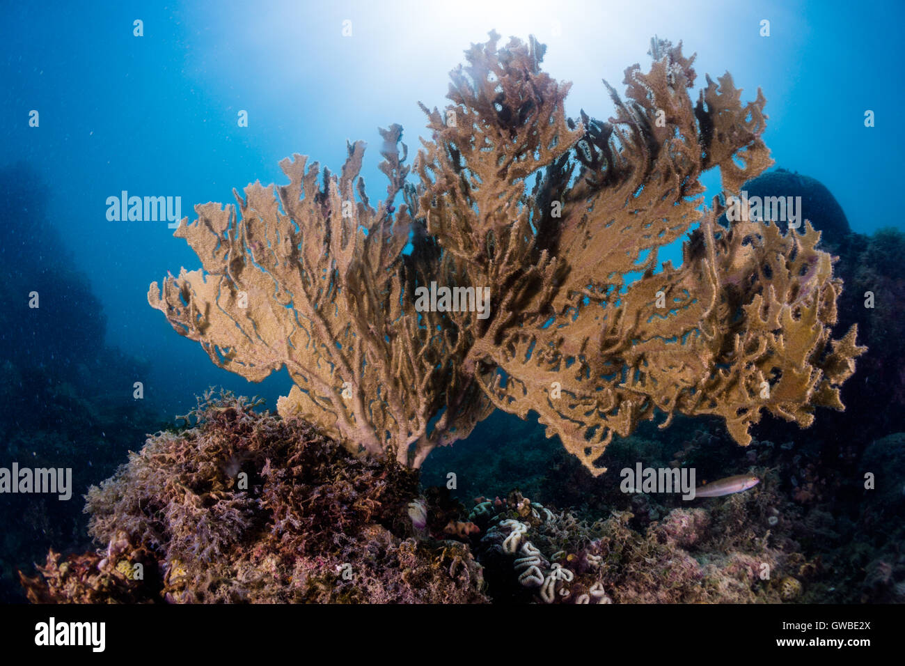Fire coral genus millepora. Underwater Abrolhos Marine Park, Bahia ...