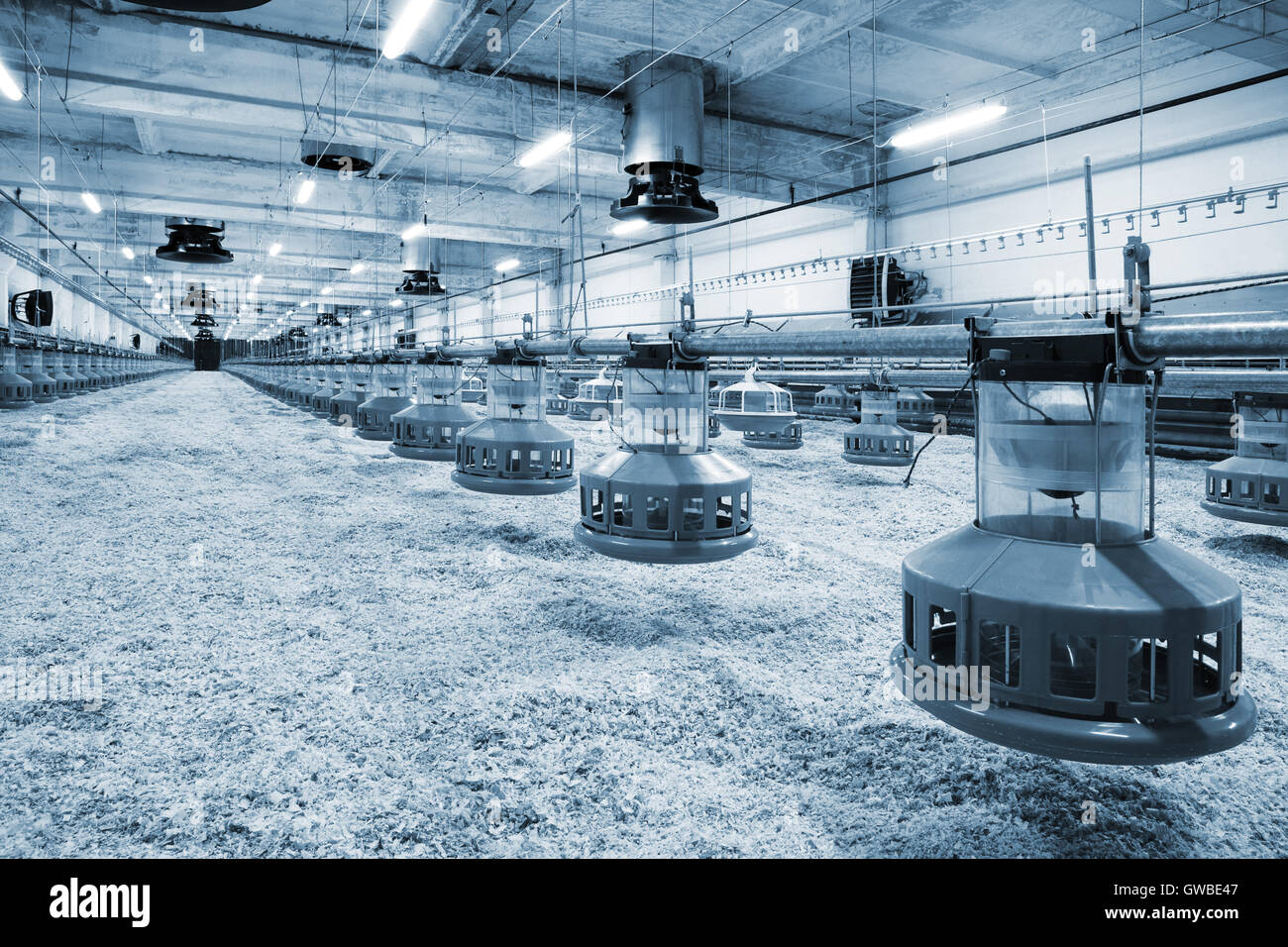 The modern and new automated integrated poultry farm Stock Photo - Alamy