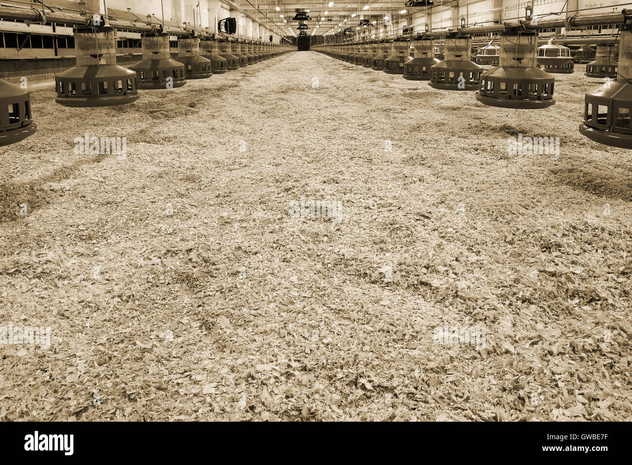 The modern and new automated integrated poultry farm Stock Photo - Alamy