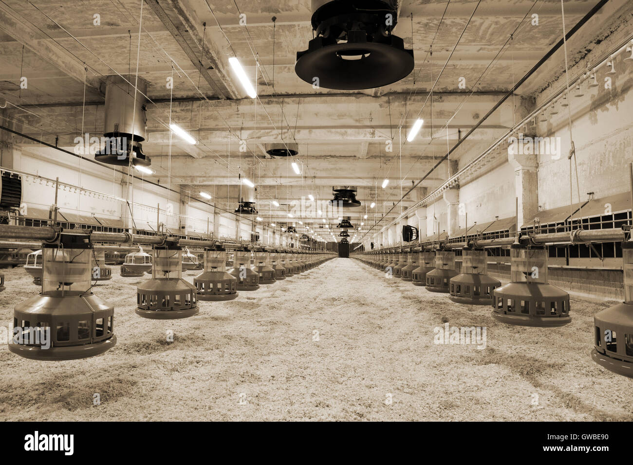 The modern and new automated integrated poultry farm Stock Photo - Alamy