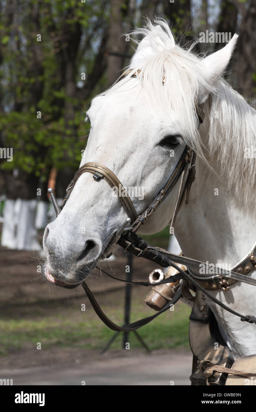 Bridle harness hi-res stock photography and images - Alamy