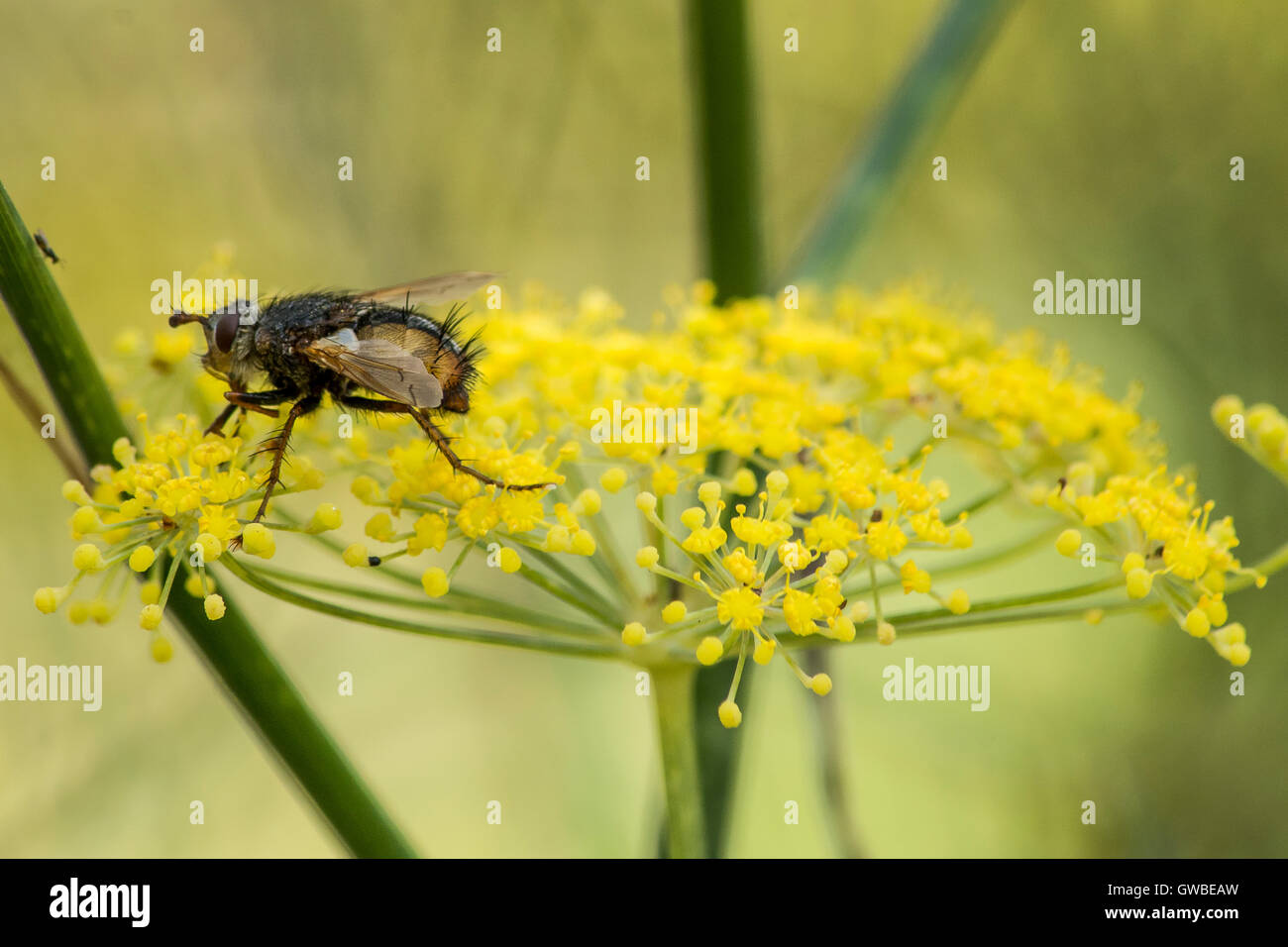Hairy fly hi-res stock photography and images - Alamy