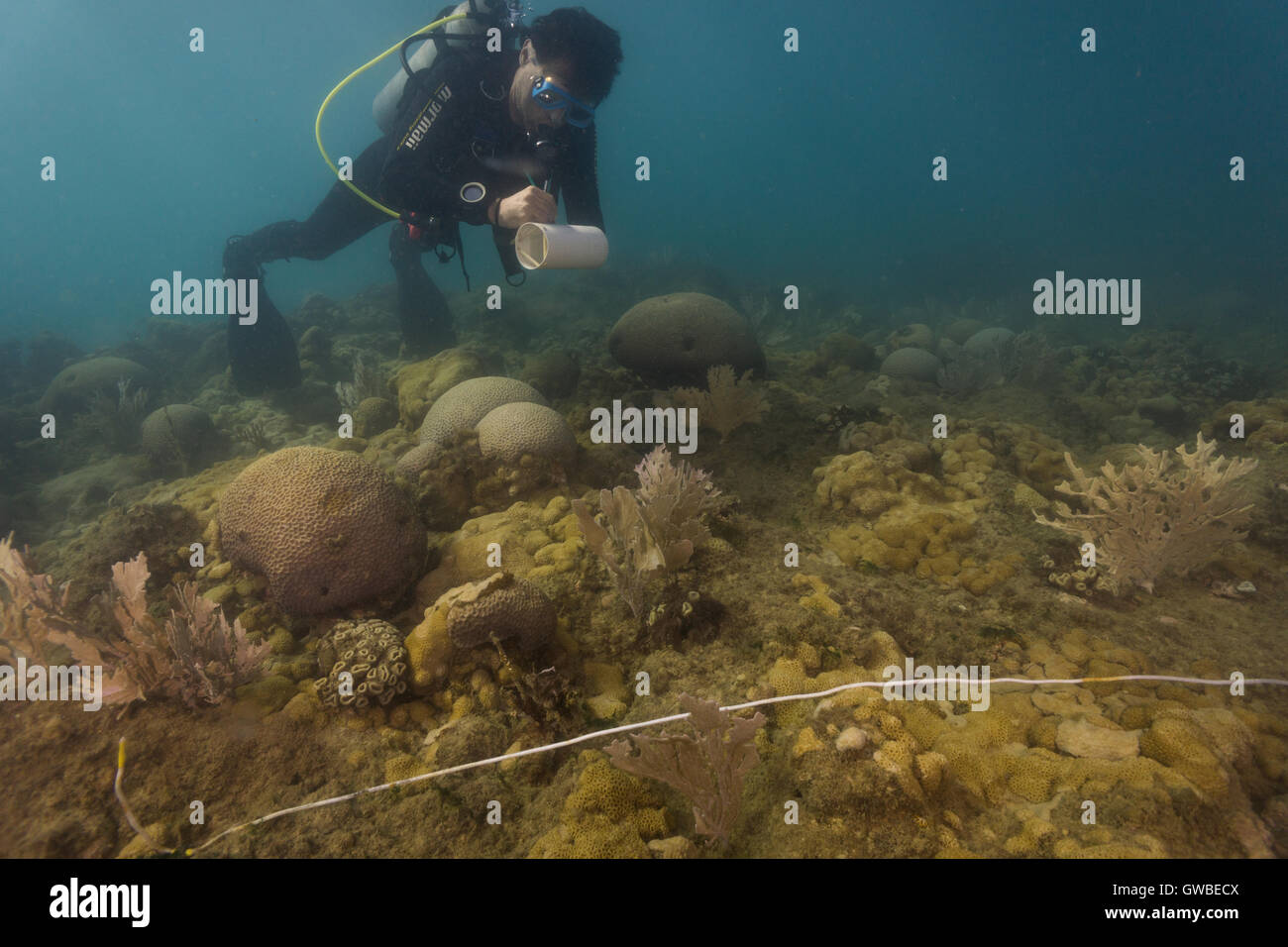 Scuba diver taking notes during reef fish visual census work in ...