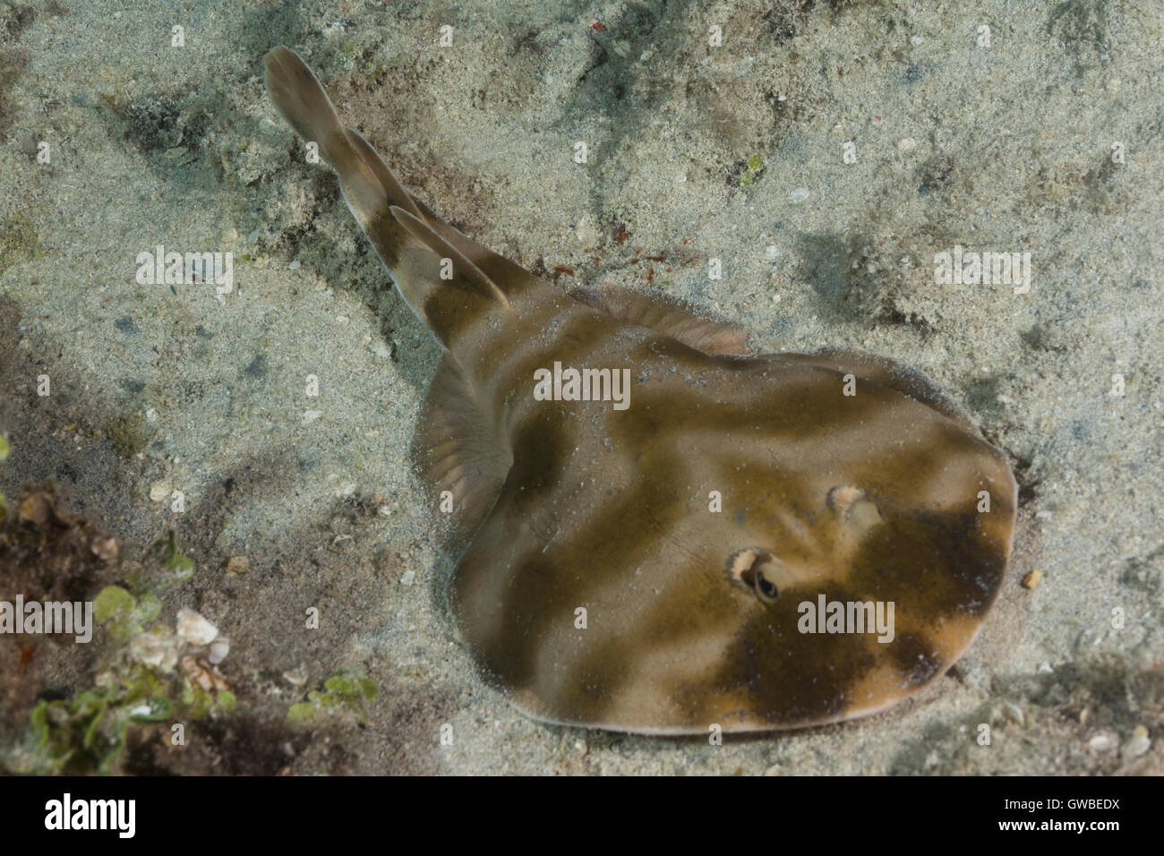 The Brazilian electric ray (Narcine brasiliensis) is a species of the ...