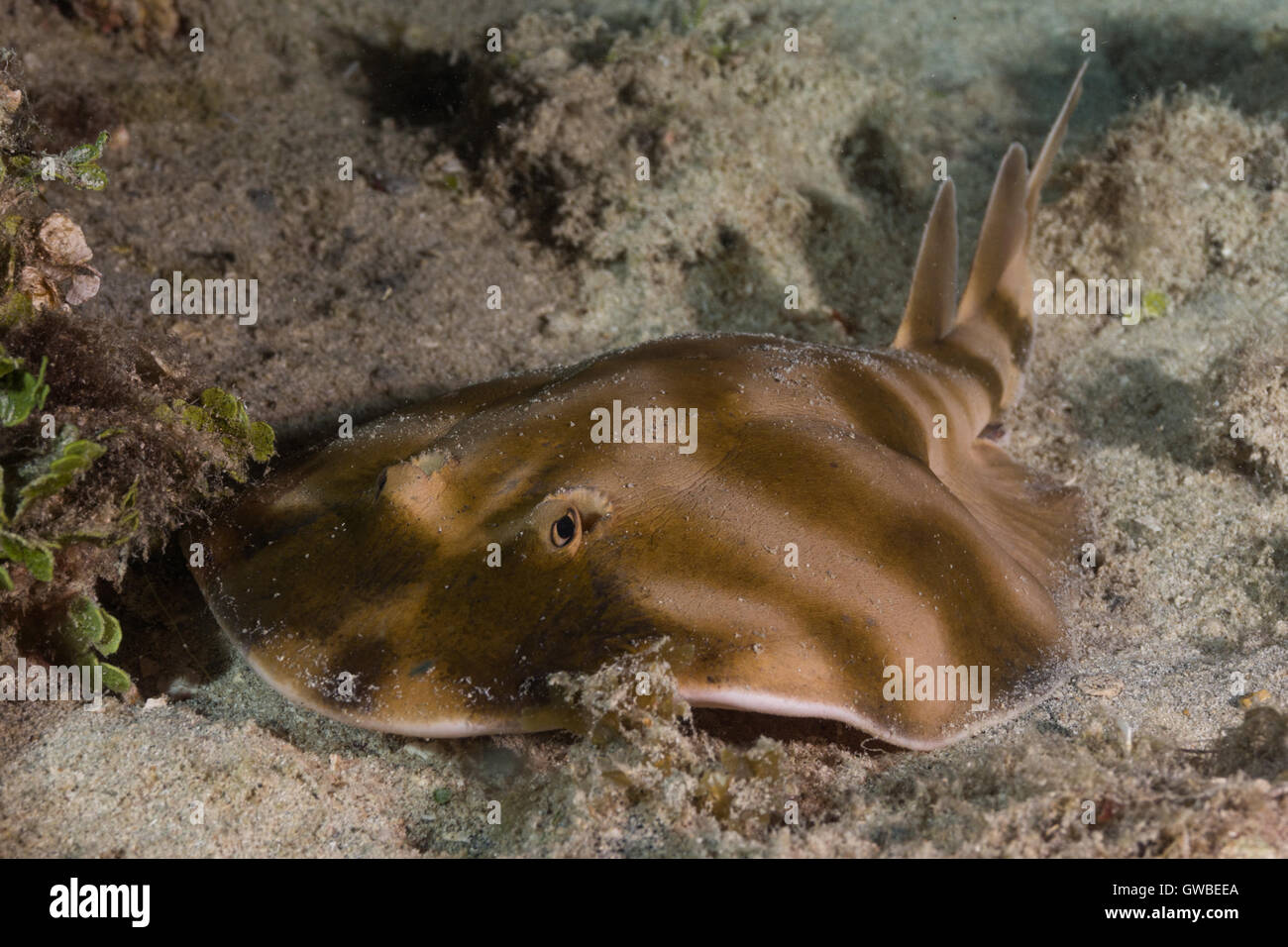 The Brazilian electric ray (Narcine brasiliensis) is a species of the ...