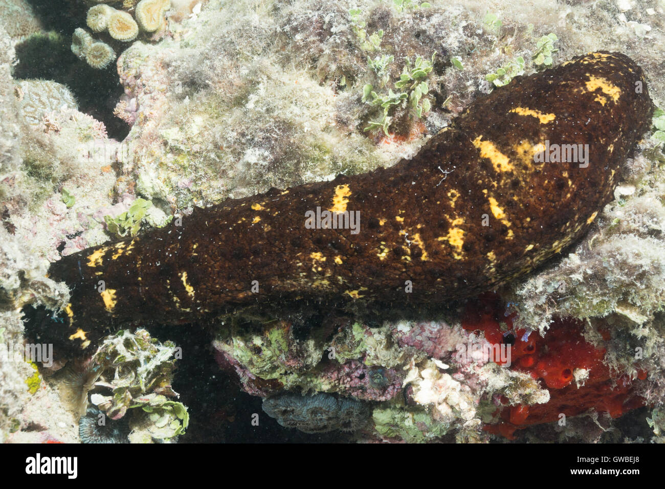 Sea cucumber holothuroidea hi-res stock photography and images - Alamy