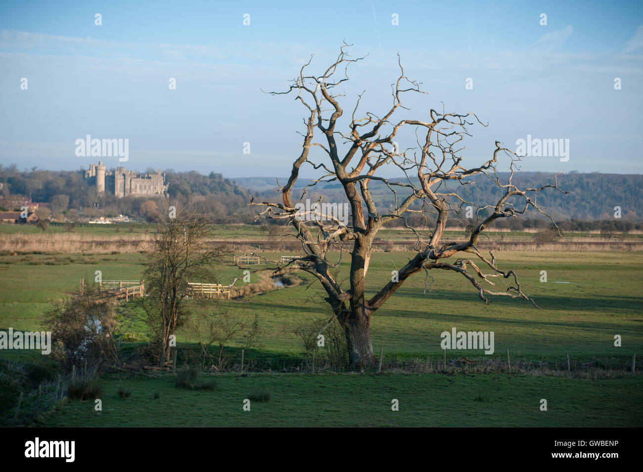 A tree without any leaves stands in an empty field in front of the town ...