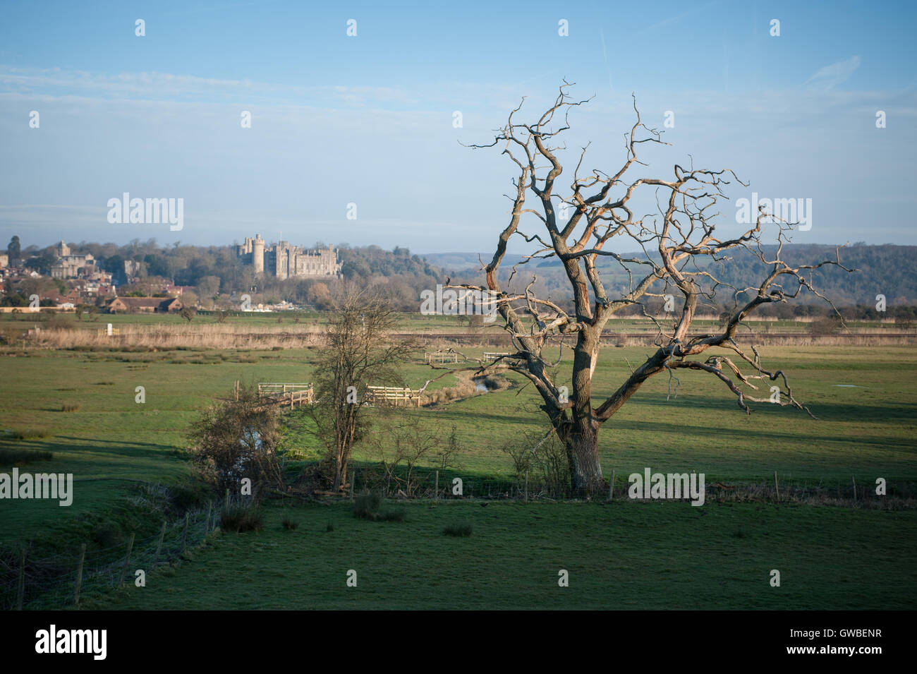 A tree without any leaves stands in an empty field in front of the town ...