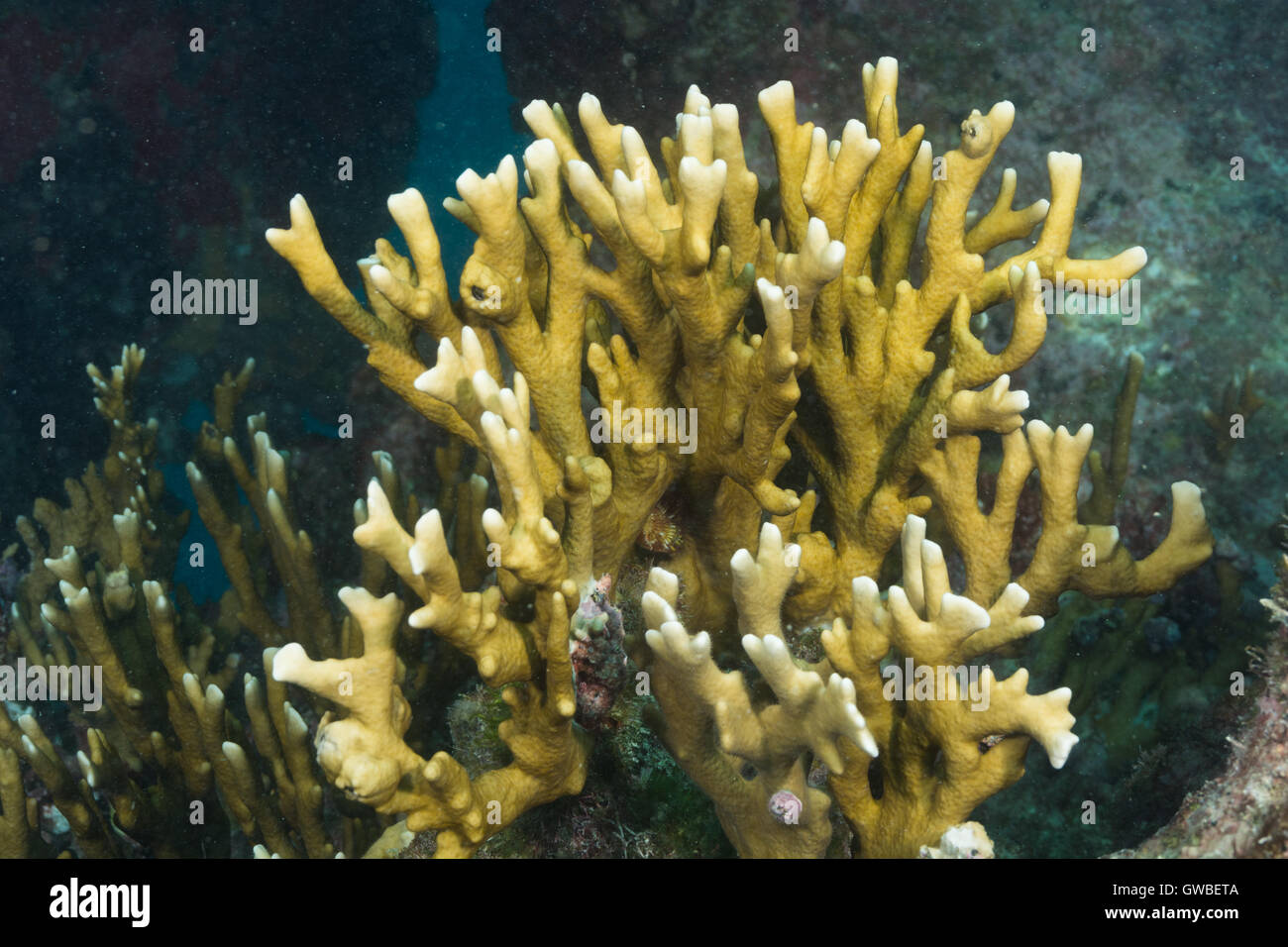 Fire coral hi-res stock photography and images - Alamy