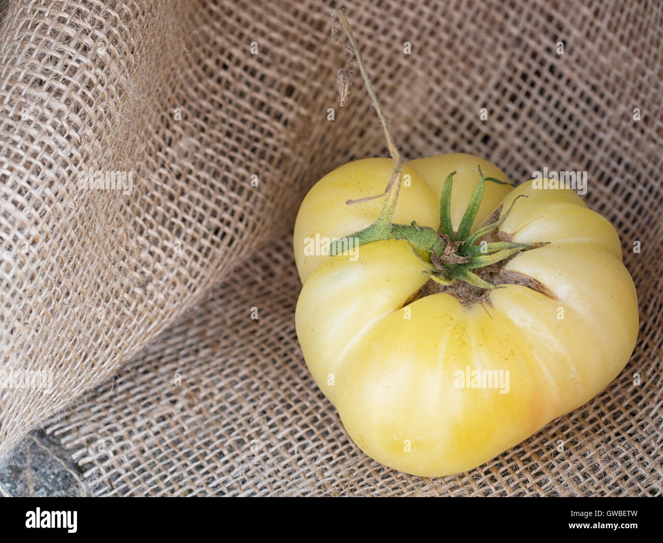 Very pale yellow tomato. Variety: Phantom of Laos Stock Photo - Alamy