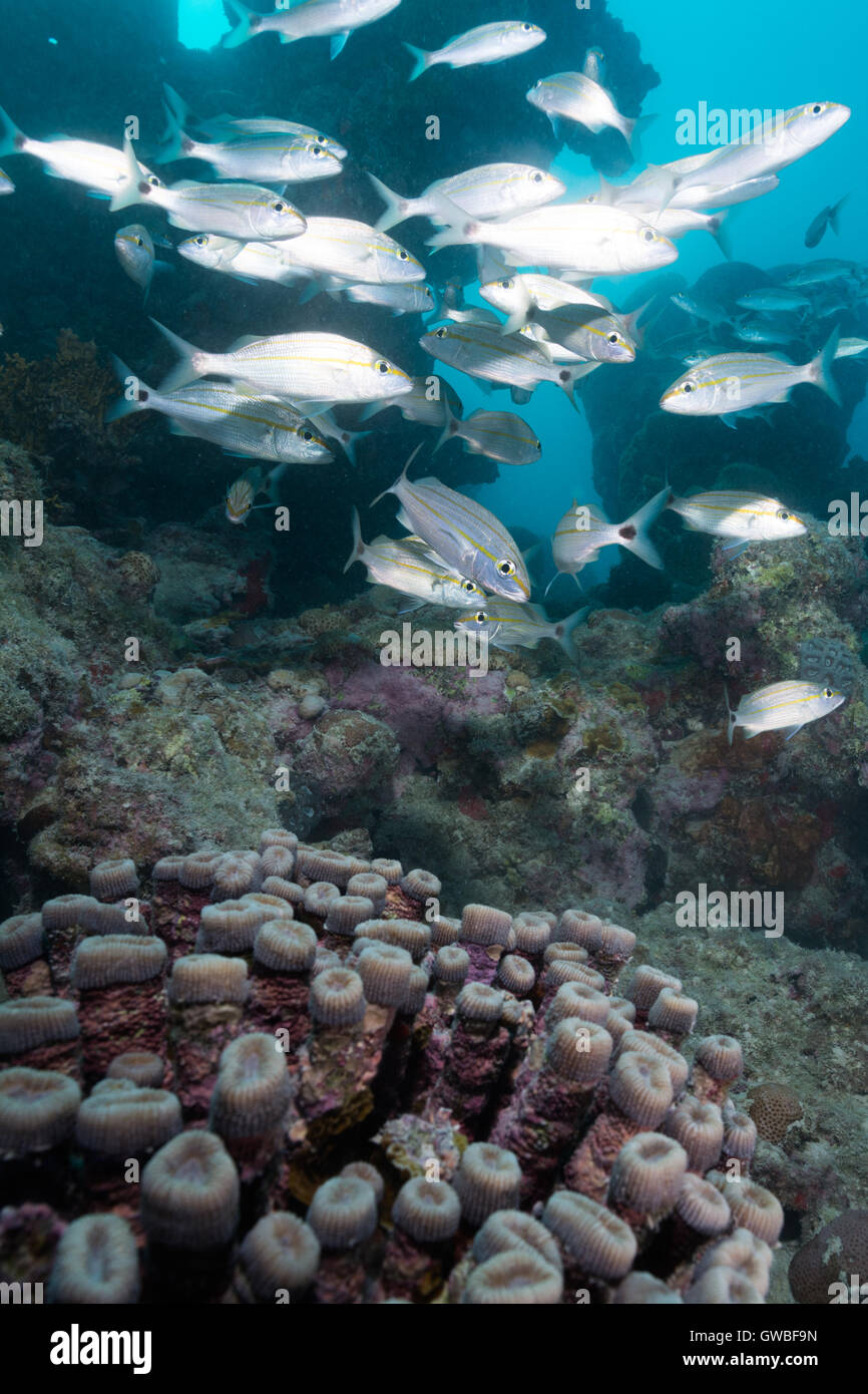 school of fish at coral reef in Abrolhos National Marine Park, Bahia ...